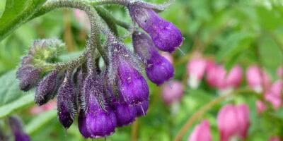 CONFREI: Veja os Benefícios e Contraindicações - Novidades