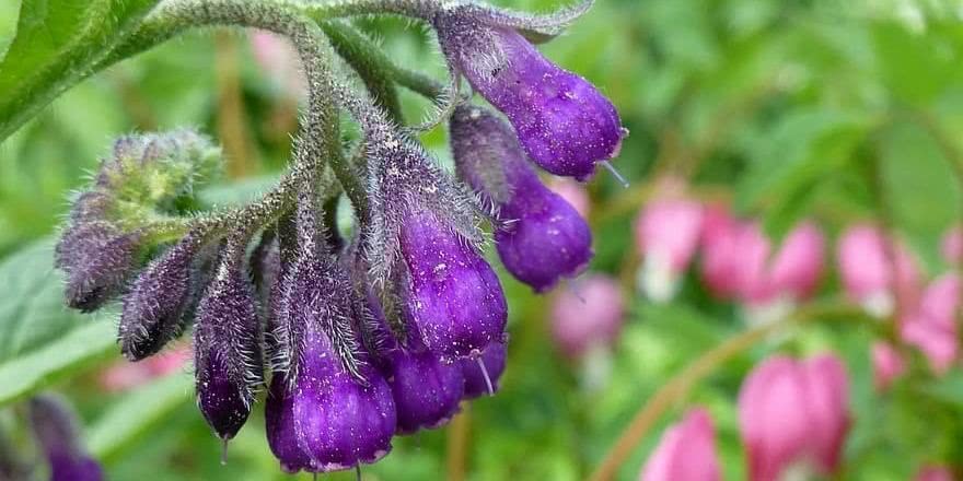 CONFREI: Conheça os Benefícios e as Contraindicações